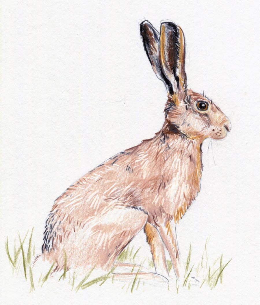 Animals – Angus Grant Art